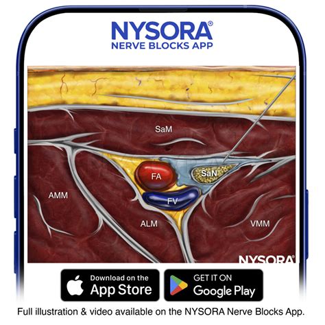 Adductor Canal Anatomy