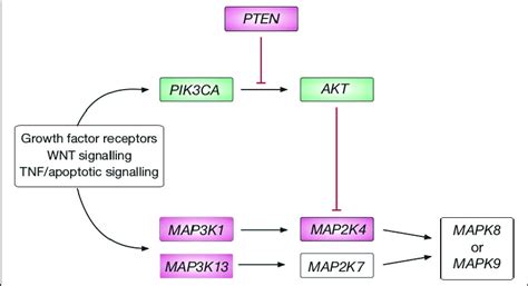 2 Jun Kinase Signalling Pathway This Schema Taken From [stephens Download Scientific Diagram
