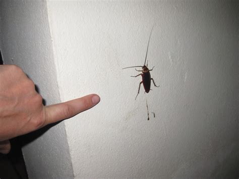 Jeg Har Din Påfugl En Blog Om Livets Finurligheder Herman The Big