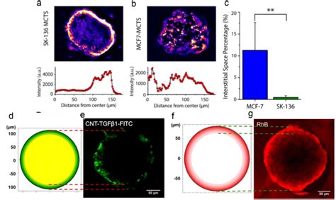 a b broadband fluorescence images through the central slices