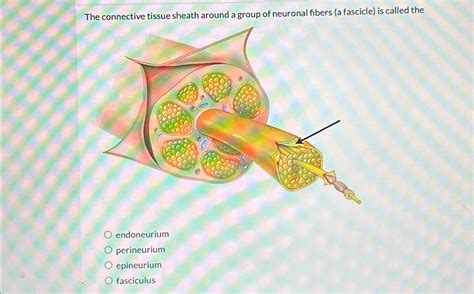 Solved The Connective Tissue Sheath Around A Group Of