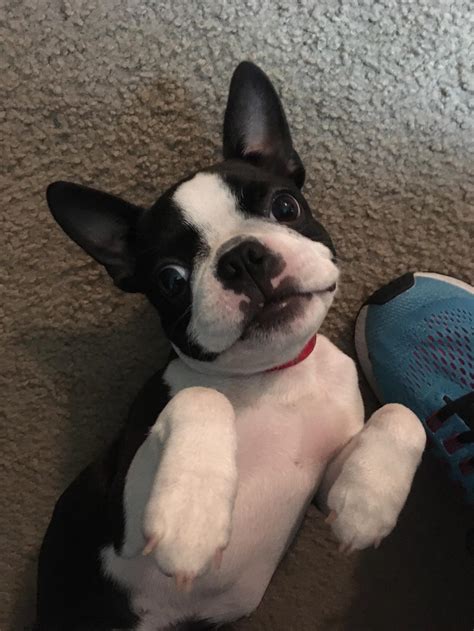 Tiny Pupper Reyebleach Tiny Pupper Reyebleach