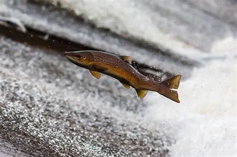 8 Types Of Anadromous Fish With Pictures Wildlife Informer