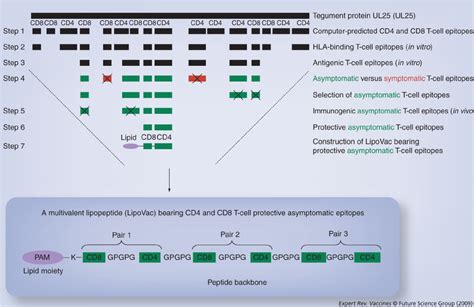 Selecting Protective Asymptomatic Cd4 And Cd8 Epitopes From Any Hsv 1