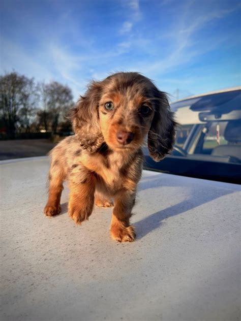 120 Mini Dapples And Dachshund Puppies Ideas To Save Today Dapple
