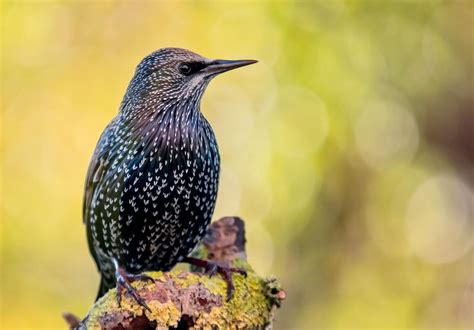 The Most Aggressive Bird Species And Why They Attack Bird