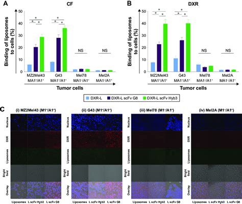 Interaction Of Liposomal Formulations With Tumor Cells In Vitro Notes