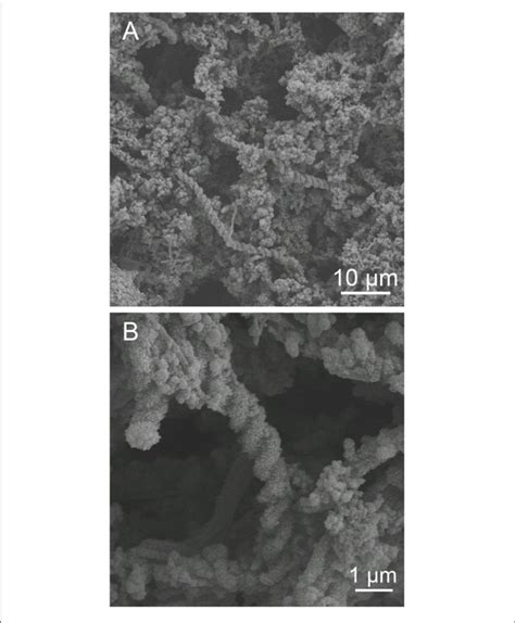 Scanning Electron Micrograph Of Iron Oxyhydroxides A Overview Of Download Scientific
