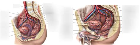 Dsf Exam Vi Vasculature Of The Pelvis Diagram Quizlet