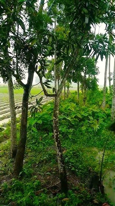 জানালার পাশে বসে বৃষ্টির সময় এই মুহূর্তটা Shareকরলামshort 🌧️☂️ ️ ️