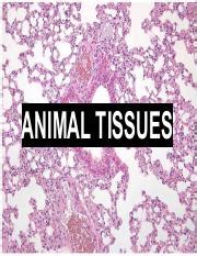 Understanding Animal Epithelial Tissues: Types & Functions | Course Hero