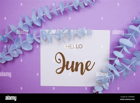 Hello June Typography Text On Paper Card Decorate With Eucalyptus On Purple Background Stock