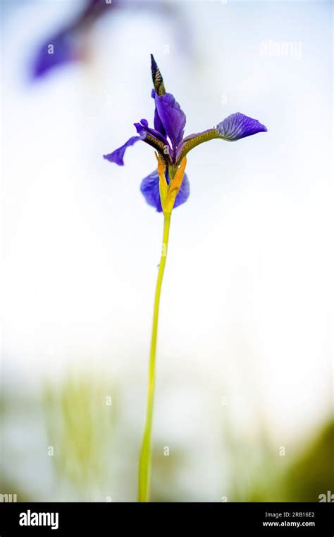 Siberian Iris Meadow Iris Iris Sibirica Nature Reserve Riedholz And Grettstädter Wiesen Near