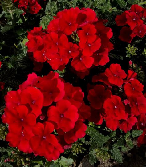 Вербена Empress Sun Red вегетативная | Flora Altay