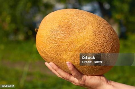 Melon Oranye Bersandar Di Tangan Gadis Yang Baru Saja Mendapatkannya Dari Kebun Konsep Kehidupan