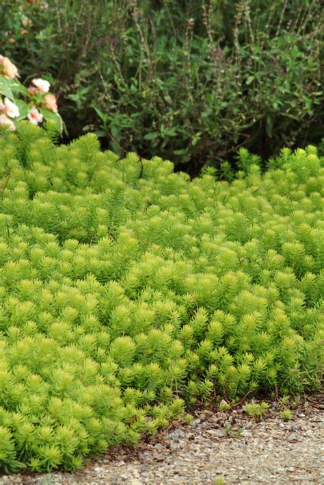 Sedum Angelina Ground Cover