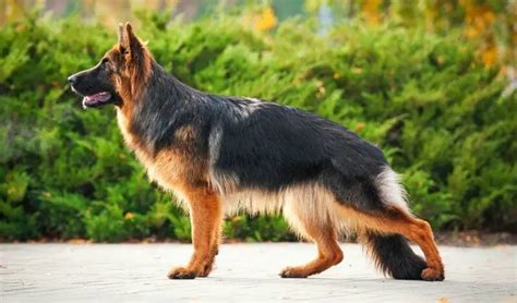 German Shepherd Breed Standards Size Characteristics And Coats