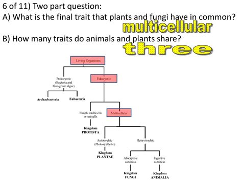 ppt linnaean and modern classification challenge powerpoint
