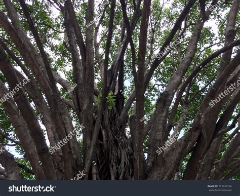 Under Big Tree Braches Stock Photo 713430766 Shutterstock