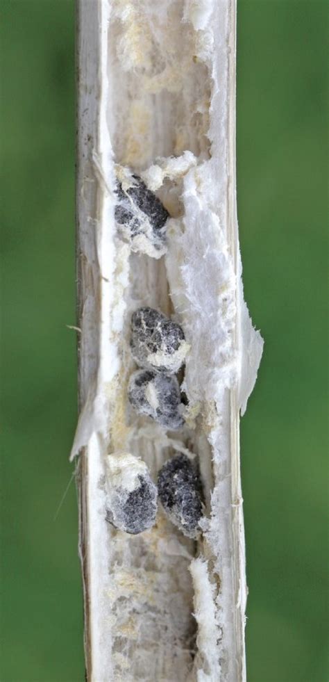 Polygreen Fungicide WP Poznaj grzybobójczą moc Pythium oligandrum Agrosimex pl