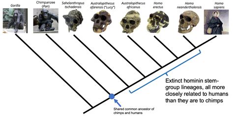 24 Phylogenetic Trees And Classification Digital Atlas Of Ancient Life