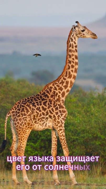 Секрет жирафов загадочные интересныефакты топ5 путешествия необычныеместа приключения