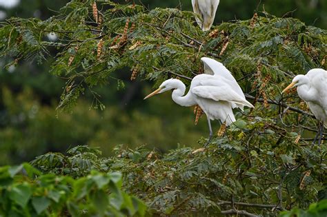 중대 백로 새 큰 Pixabay의 무료 사진 Pixabay