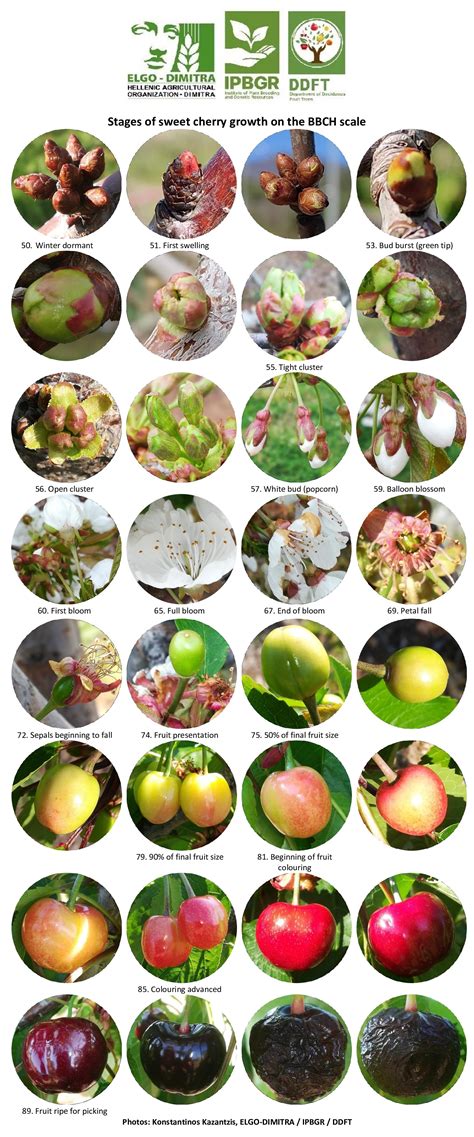 The Bbch Scale Of Cherries