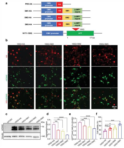 effects of different intrabody fragments on mhtt a schematics of the