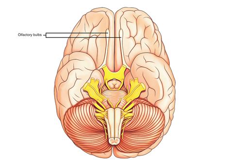 Anatomy Of The Olfactory Nerves