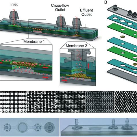 Pdf Microfluidic Filter Device With Nylon Mesh Membranes Efficiently