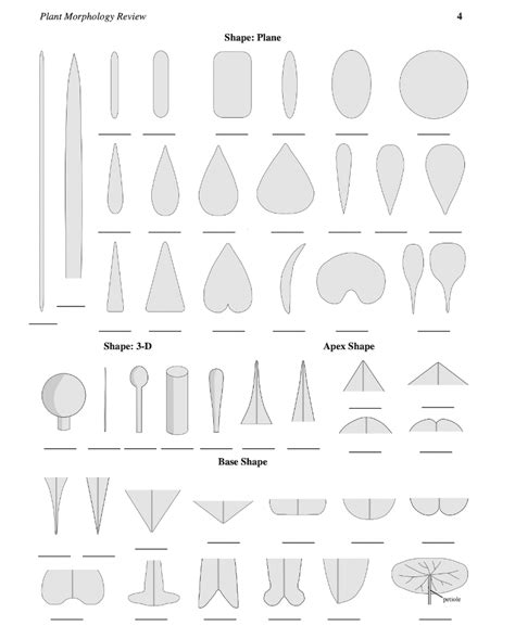 Solved Fill In The Blank What Is The Leaf Structure Type