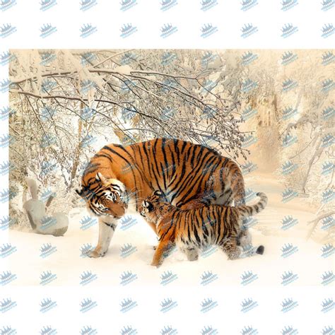 Tiger Jedlý Obrázok Jedle Obrazky Na Tortu Jedle Zapichy