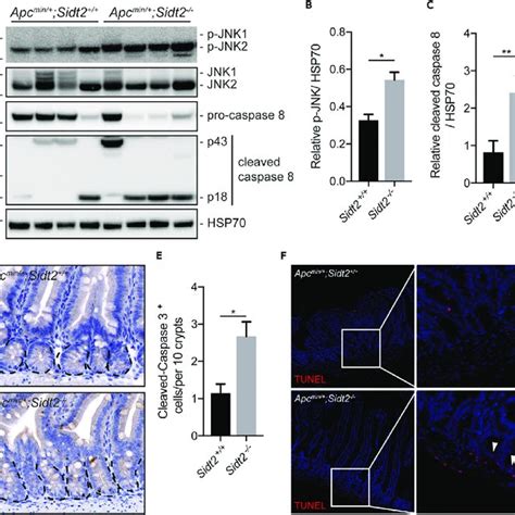 sidt2 À À apc min mice have increased apoptosis in intestinal