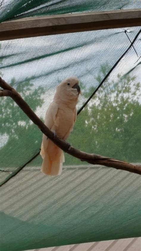 Cute Birb 1 By Captainzoey On Deviantart