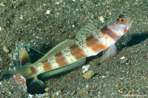 Amblyeleotris Periophthalma Broadbanded Shrimpgoby Reef Life Survey