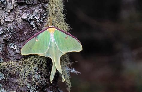 Luna Moth Cocún A Luna Moth Emerges From Her Cocoon Youtube