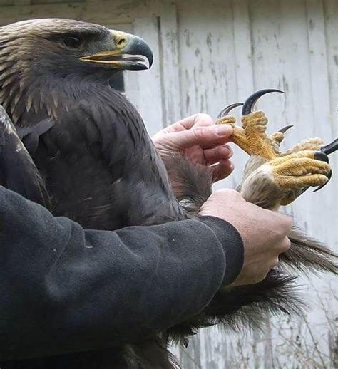 Golden Eagle Talons Rnatureismetal