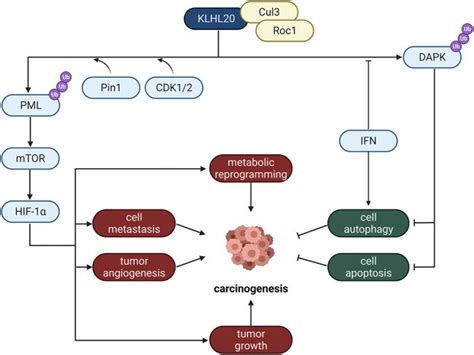 Membrane Associated E3 Ubiquitin Ligases Overview Boc Sciences