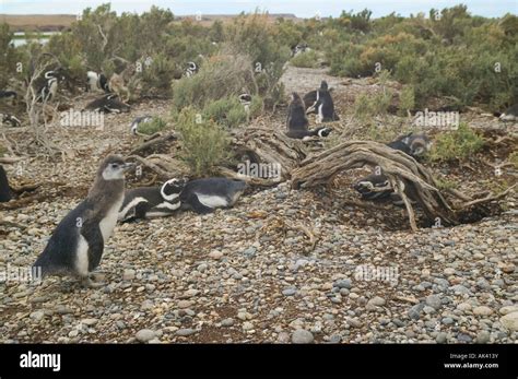 A View Of Part Of The Magellanic Penguin Breeding Colony On Isla