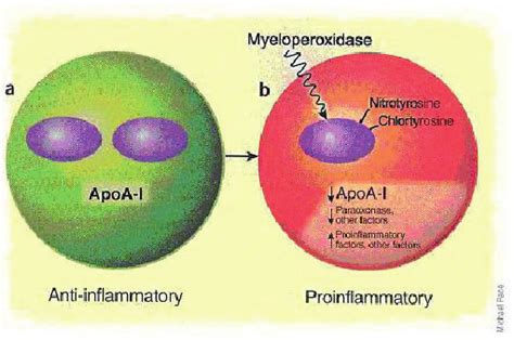 converting the hdl from anti inflammatory to proinflammatory adapted