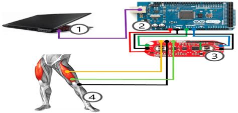 EMG Connected To Arduino Download Scientific Diagram