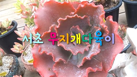 내가품고싶을만큼 예쁜 다육이들 품어가세요 Youtube