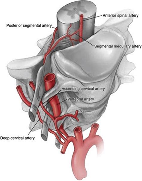 Position Of Vasculature Relative To Foreman Stylized Relationship Of