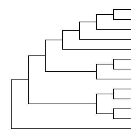 Bio 111 Unit 2 Phylogenetics Diagram Quizlet