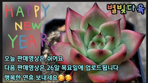 230123다육이별빛다육명품다육오리지널 가이아최저가다육아리화만원의행복 다육골든그레이트로치군생succulent肉质植物 ~~오늘 판매영상은 쉬어요🥰