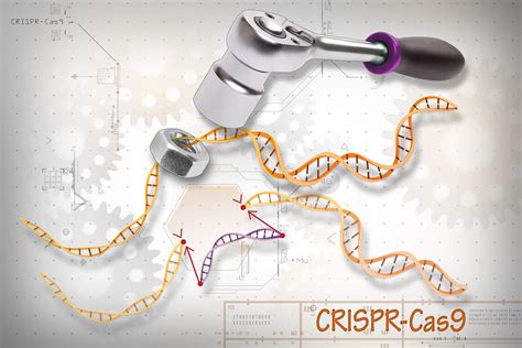 CRISPR Cas Editing Of The Genome CRISPR Cas Is A Customi Flickr
