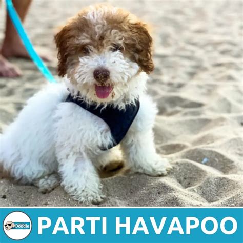 Havapoo Colors Photo Gallery And Complete Guide