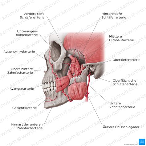 Arteria Meningea Media Anatomie Verlauf Äste And Klinik Kenhub