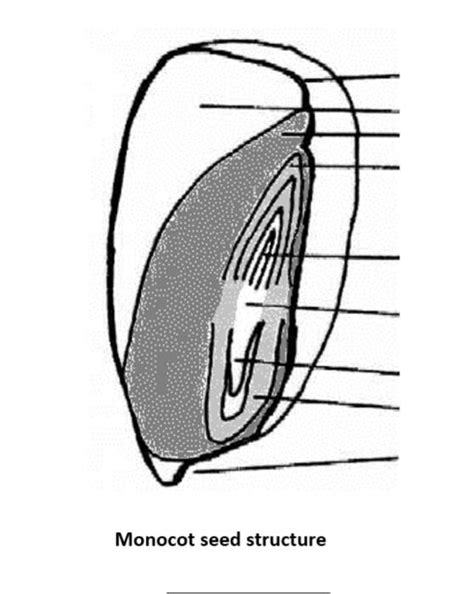 Solved Monocot Seed Structure
